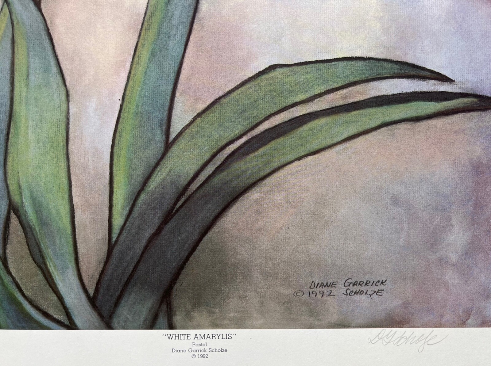 Diane Garrick Scholze White Amaryllis Hand Signed Limited Edition ...