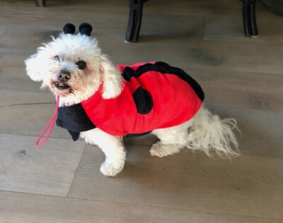 Target Ladybug Dog Costume Size Large 18 inch Halloween 2 Piece Lady ...