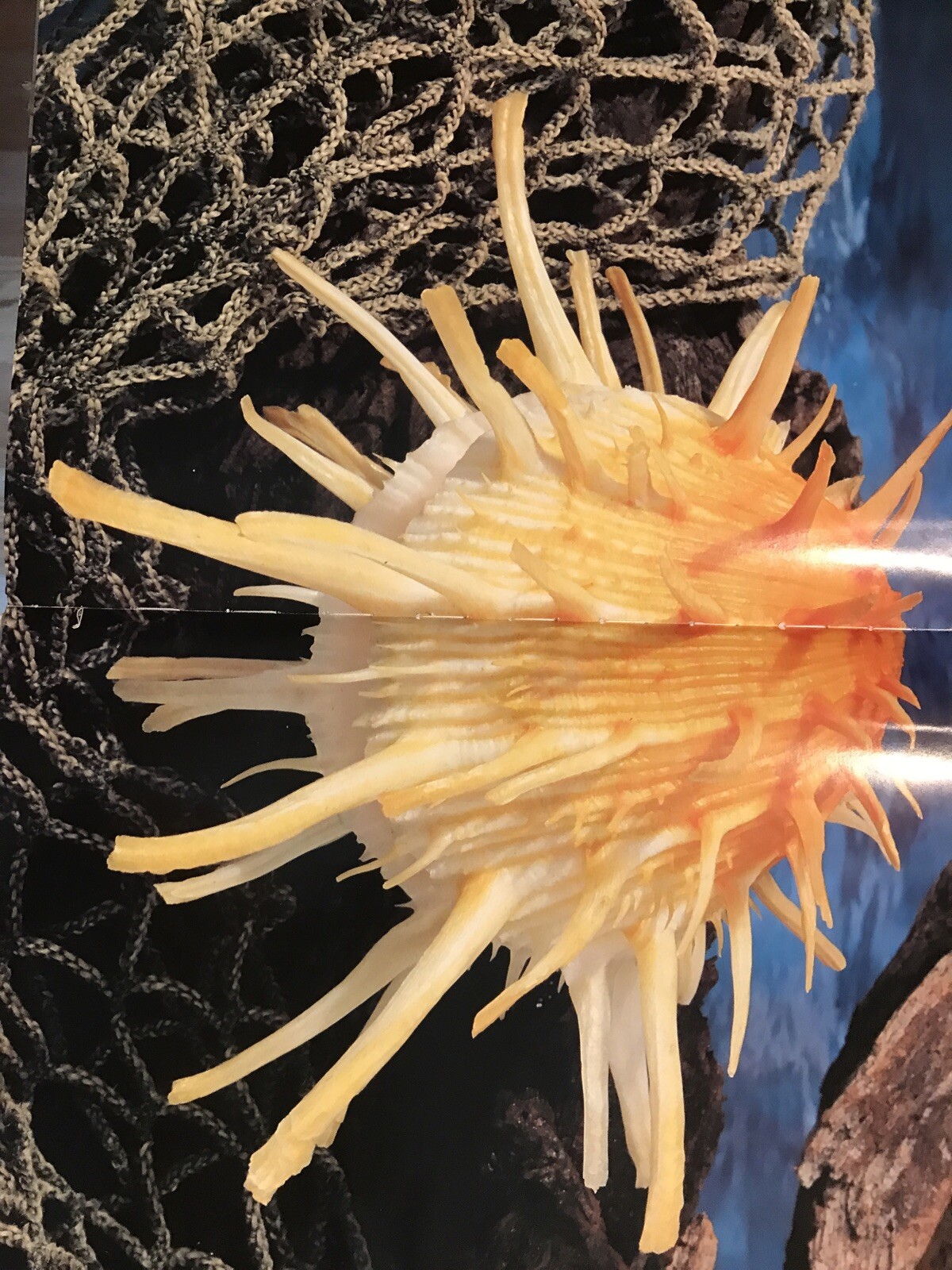 Seashells Portrait Animal World Andrew Cleave Nonfiction Sea Ocean ...