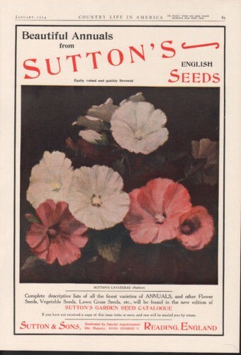 1914 SUTTON SON SEED GROWER LAVATERAS FLOWER GARDEN READING ENGLISH AD ...