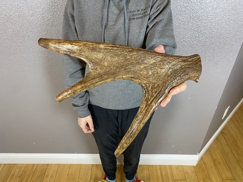 1 Huge JUMBO Whole MOOSE ANTLER Dog Chew SALE SELECT MASSIVE! COLOSSAL ...