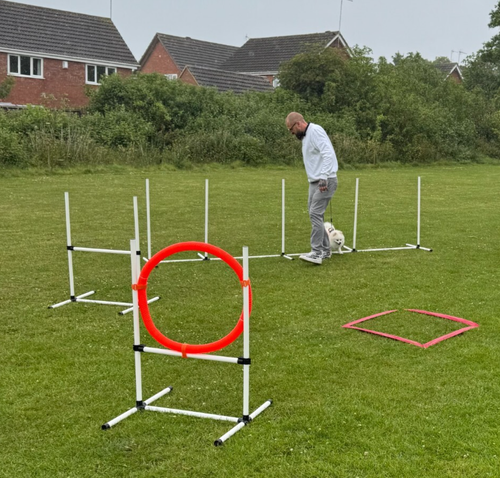 Dog Agility Training Obstacle Course Portable equipment | eBay UK