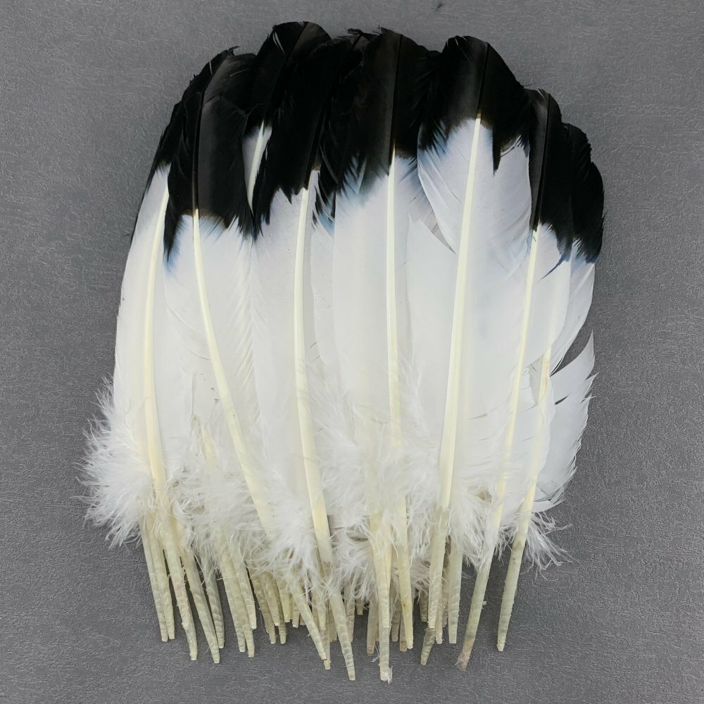 Black And White Turkey Feathers 55,100+ Turkey Feathers Stock Photos,