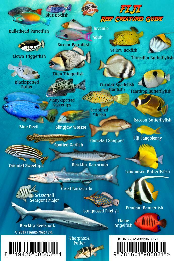 Tropical Fish Identification Guide