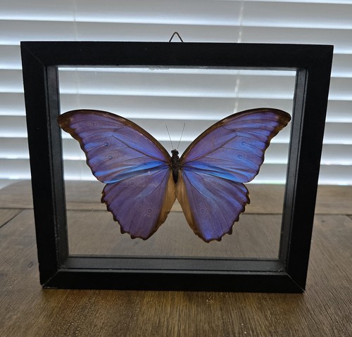 Large Morpho Blue Butterfly Between Glass 8x7 Wood Frame Shadowbox Peru ...