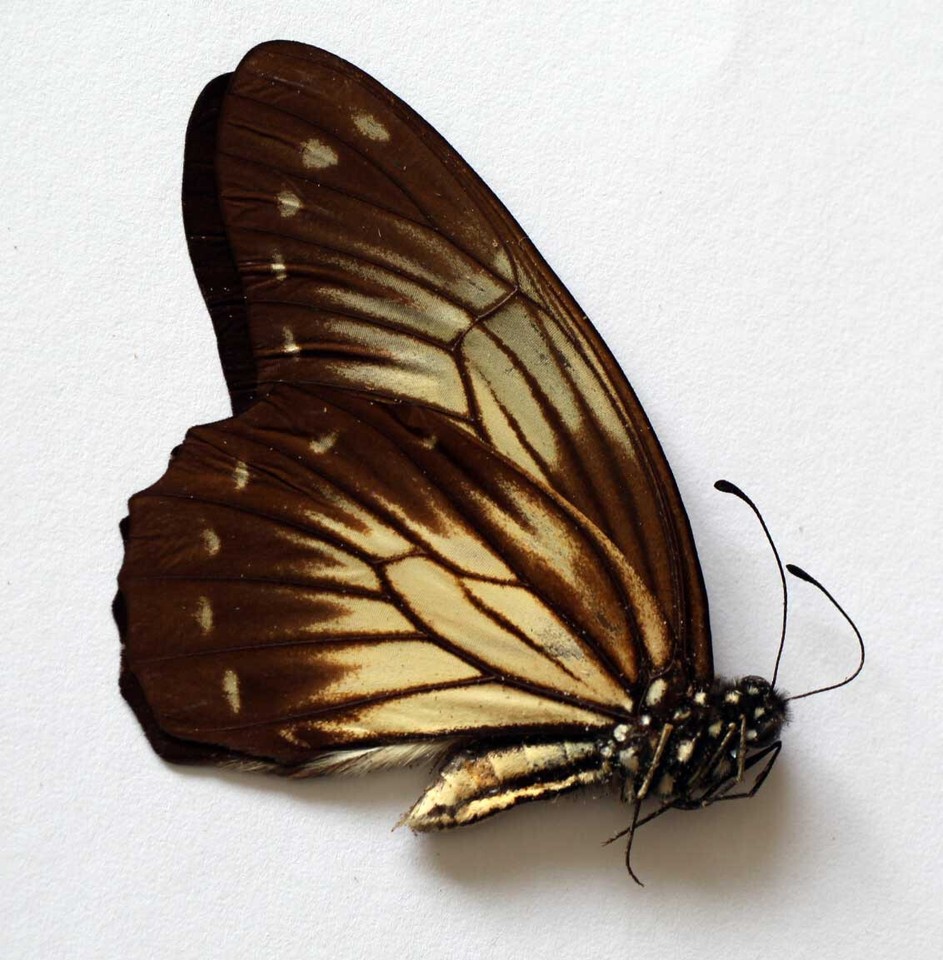 GRAPHIUM (PATHYSA) ENECELADES - unmounted butterfly | eBay