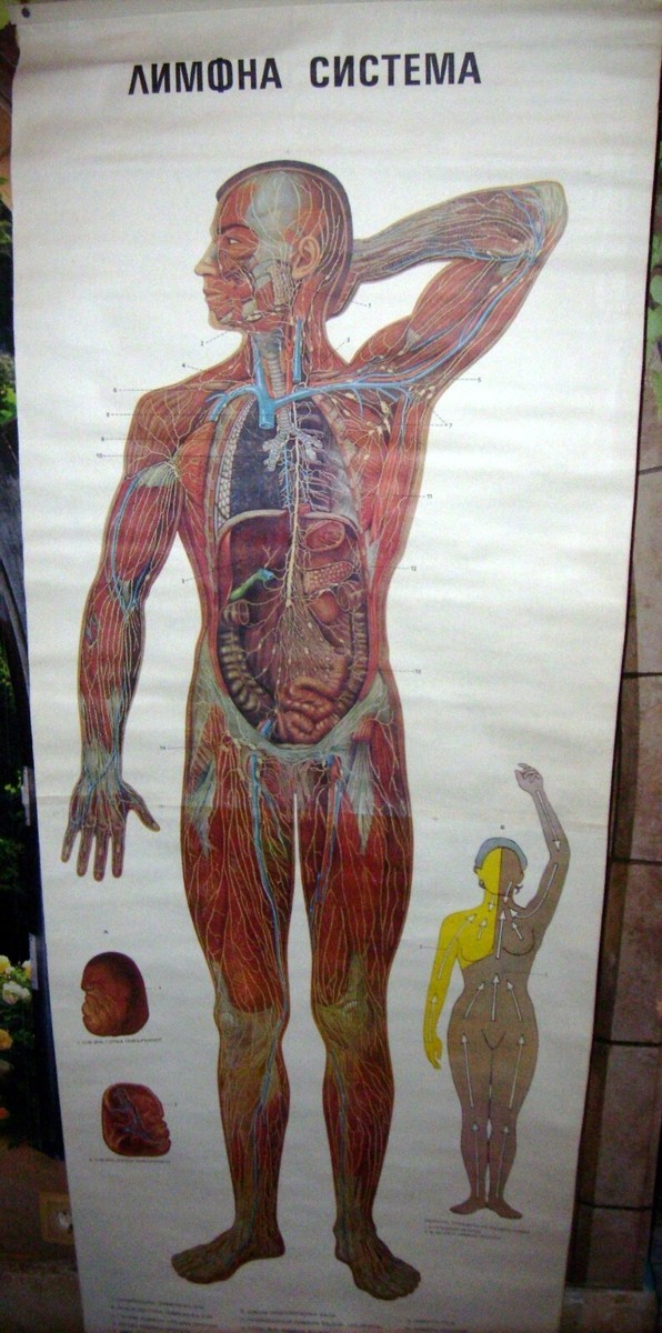 Lymphatic System Model School Lymphatic System Physiopedia