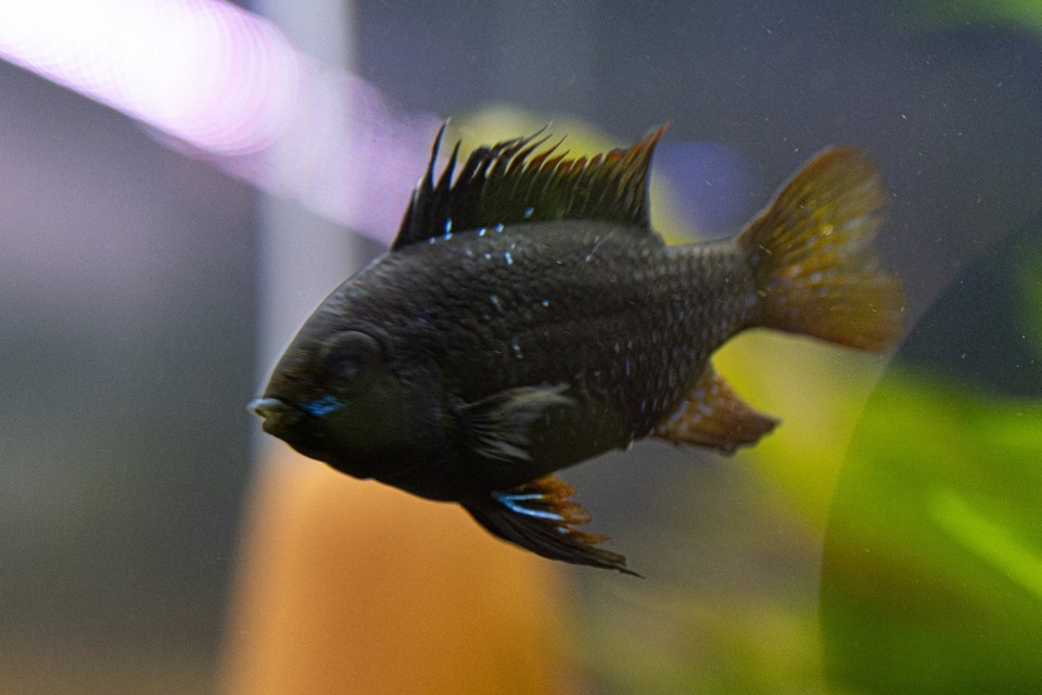 1 Adult Male German Black Knight Ram Cichlids | Live Fish | U.S. Bred ...