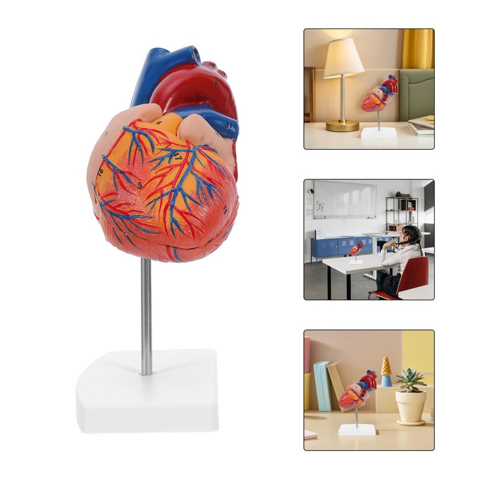 Heart Anatomy Model: Detailed Human Heart Model With Stand - Stem ...