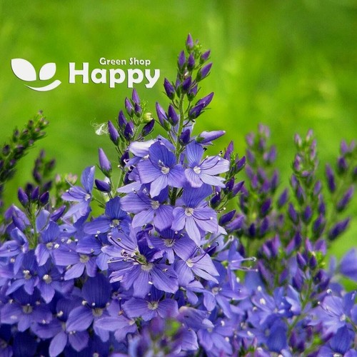 SPEEDWELL ROYAL BLUE - 600 seeds - Veronica teucrium - Perennial ...