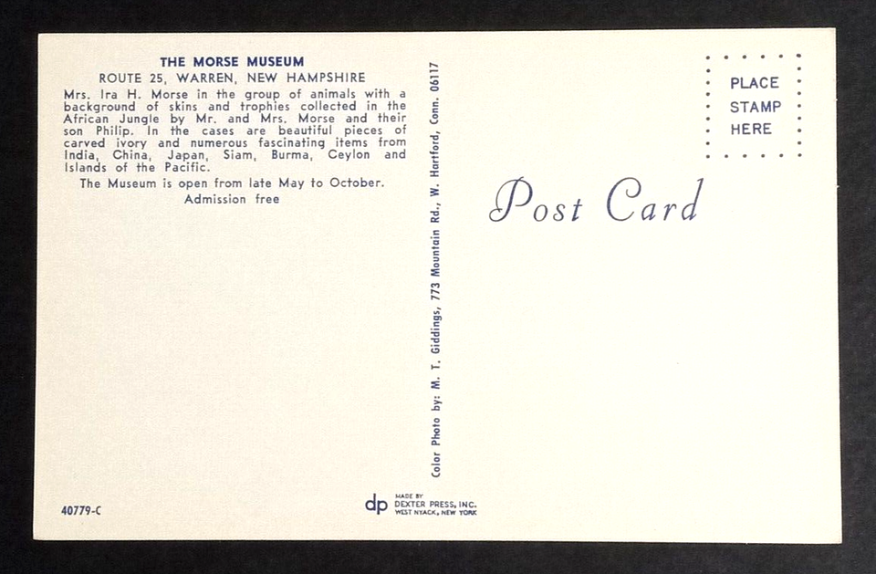 Morse Taxidermy Museum Animal Skins Tusks Warren NH Dexter Postcard ...