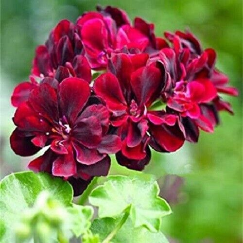 Garden Flowers 50 Dark Red Geranium Seeds Pelargonium | eBay