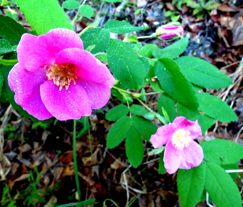 Alaska Wild Rose Flower - Rosa acicularis - 100+ Seeds - Rose Jam ...