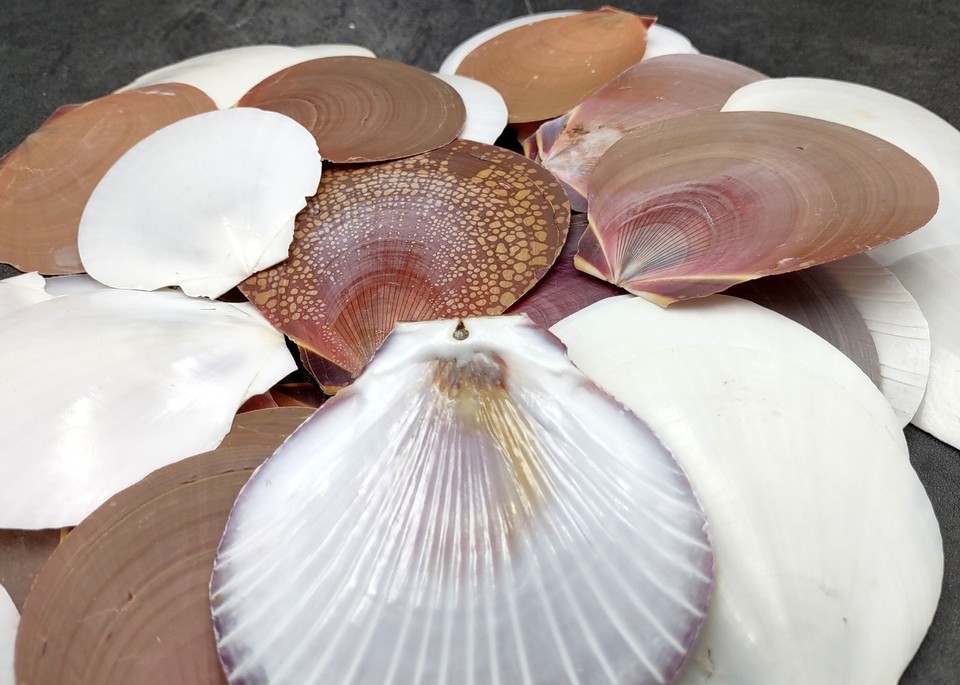 Sun & Moon Scallop Shells Brown Purple White Mix (Approx. HALF pound 30 ...