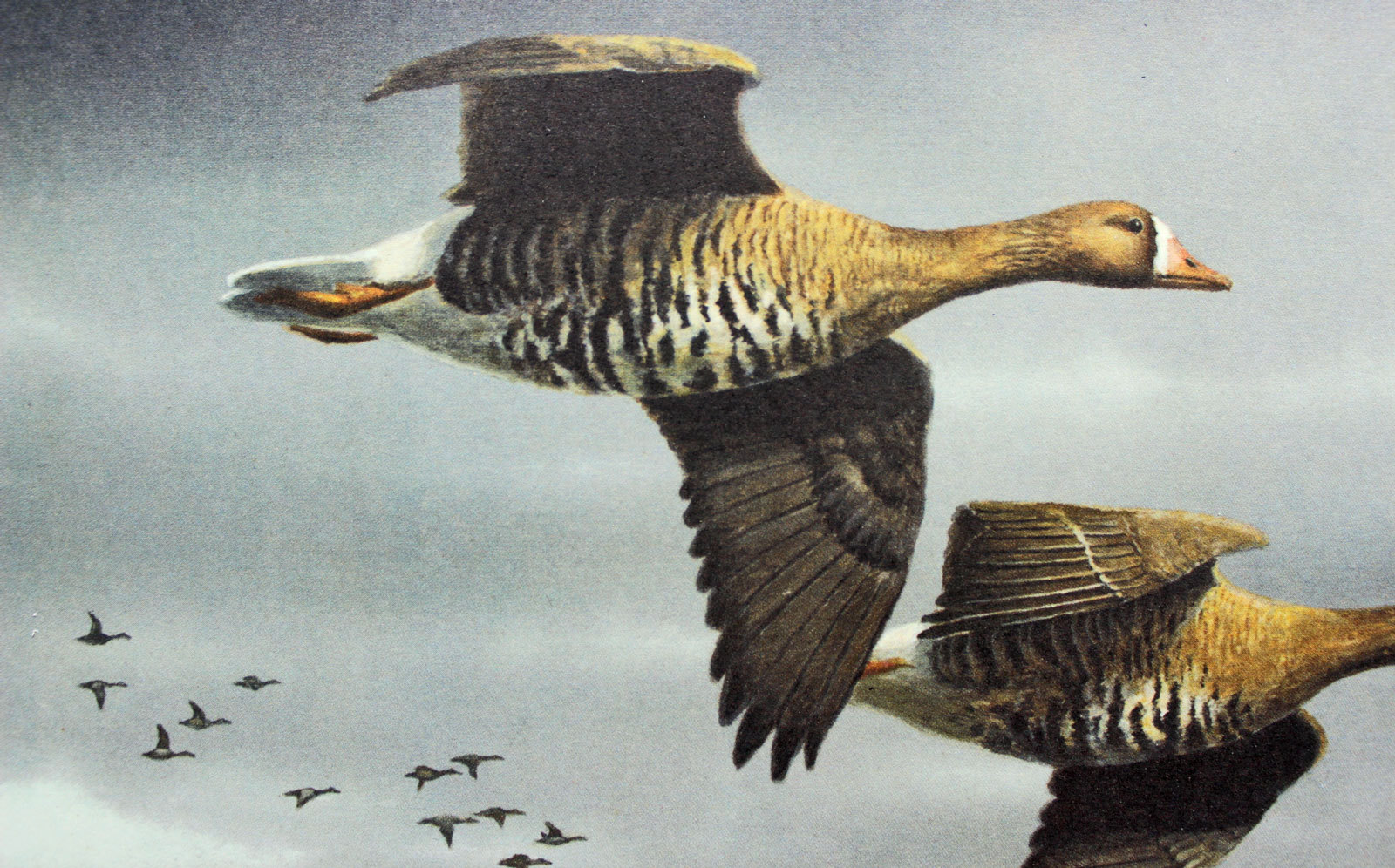 2011 Texas Waterfowl Duck Conservation Stamp Print Framed Mint Geese ...