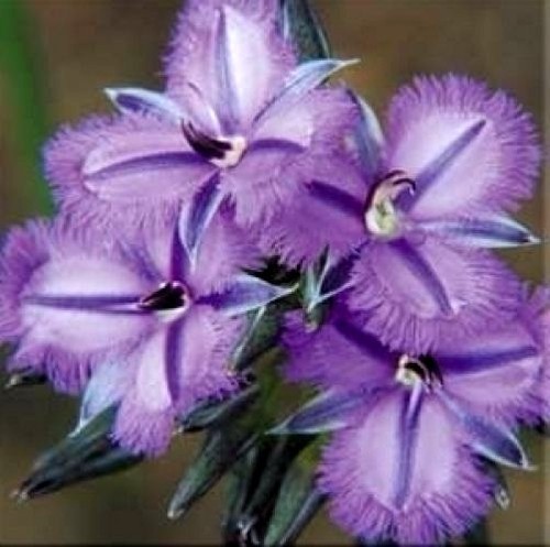 Thysanotus multiflorus Many Flowered Fringe Lily 8 seeds | eBay