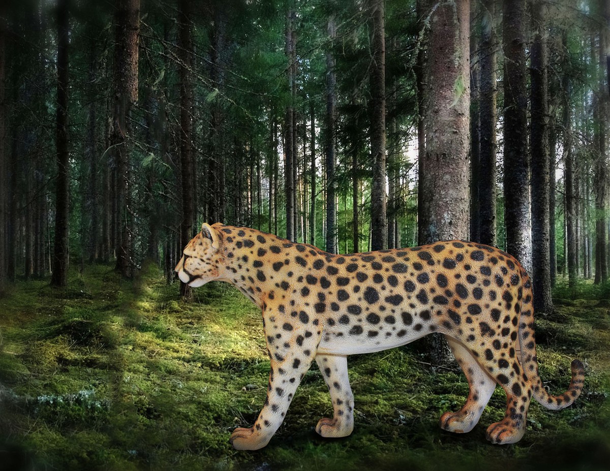 Prehistoric Giant Cheetah