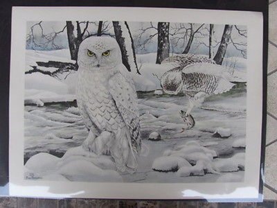 Original 1930 Rex Brasher #376 Hand Colored Bird Print Snow Owl ...