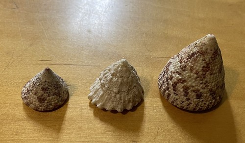 Cone Shaped Top Shell Lot Of 3 ‘Trochus conus’ 20-40” (1-1.75”) Indo ...