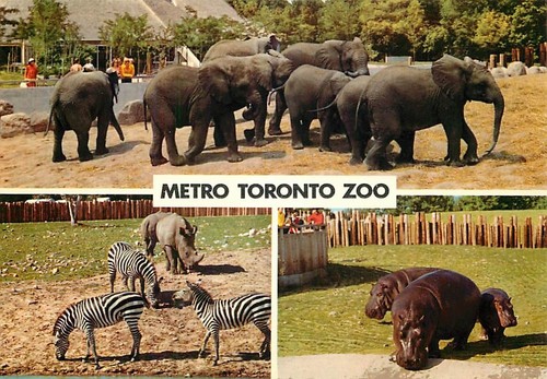 Postcard Metro Toronto Zoo, Toronto, Ontario, Canada | eBay
