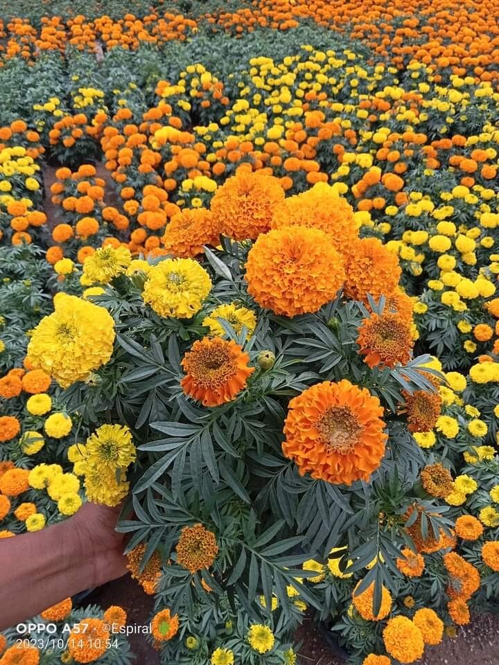 Cempasuchil enano 100 seeds | eBay