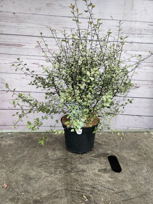 Pittosporum Tenuifolium 'Silver Sheen' 3 Litre Pot Garden Plant ...