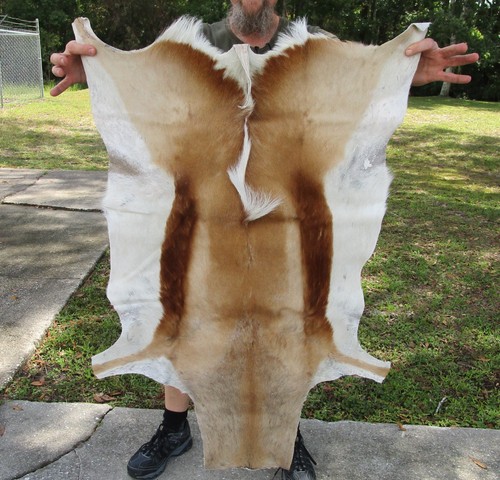 South African Springbok Skin, Springbok Hide, 41x29 inches, taxidermy ...