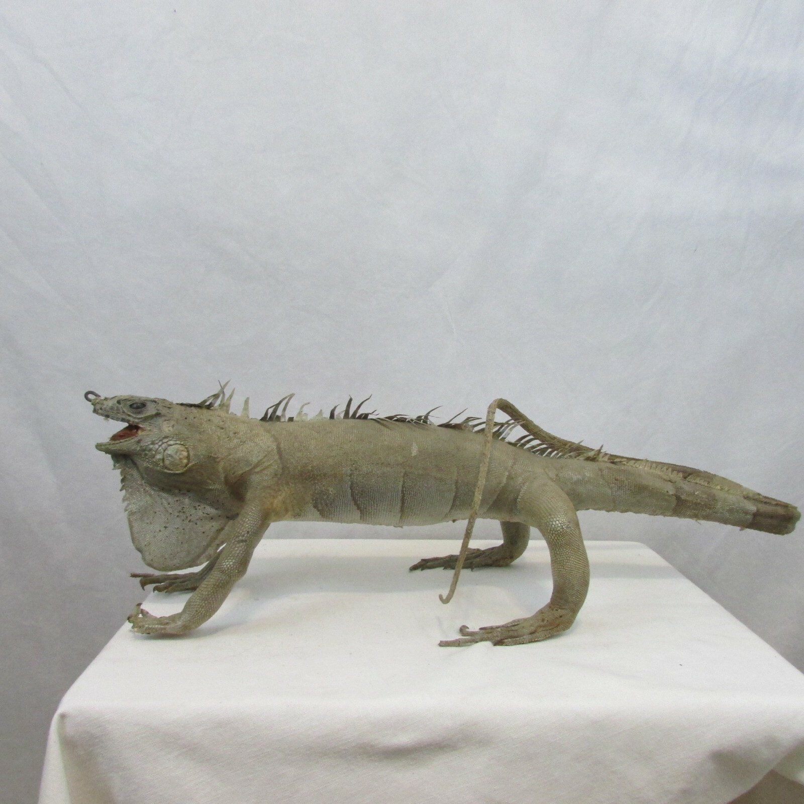 Vintage Taxidermy Green Iguana Lizard Reptile Macabre Rare Folk Art ...