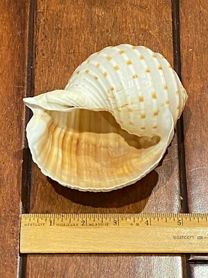 Tonna Lischkeana Shell; Tonnidae 'Tun' family; Approx. size 5" x 4.5 x ...