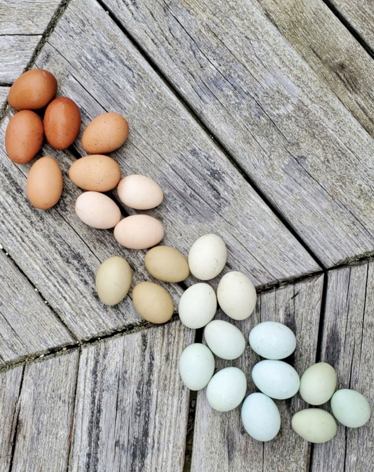 6+ Chicken Hatching Eggs Ameraucanas, Easter and OIive Eggers, Salmon Faverolles | eBay