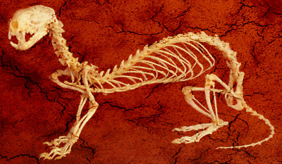 Skeleton Bone Fossil Collection - Ferret - 14" x 24" Canvas Art Poster ...