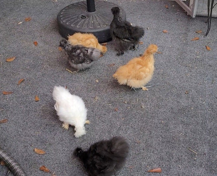 Silkie Bantam Chicken Eggs Fertilized For Hatching Organic Home Grown ...