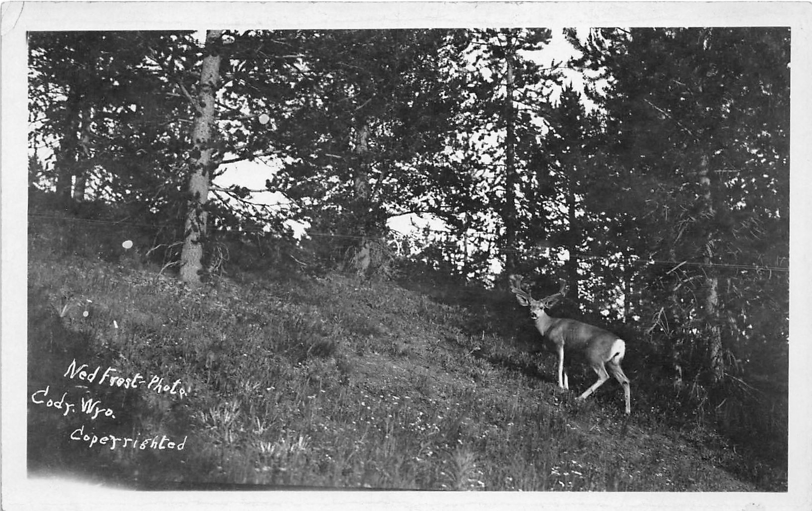 G75/ Cody Wyoming Postcard RPPC c1920s Ned Frost Image Deer | eBay