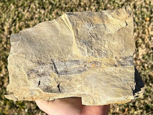 Oklahoma Fossil Plant in Matrix Pennsylvanian Age Savannah Formation | eBay