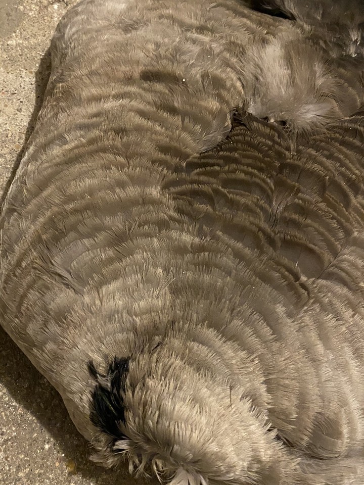 Canada Goose Skin Fly Fishing Feathers FLY TYING Hackle Salmon Trout ...