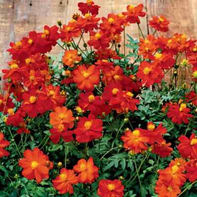 200+ Cosmic Red Cosmos Seeds for Garden Planting - USA - FREE SHIPPING ...