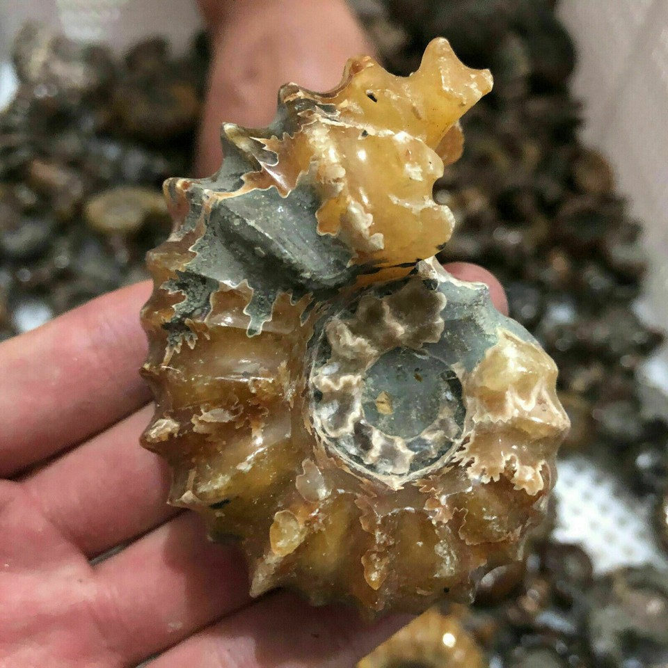Wholesale Lot 2 LB Natural Ammonite Fossil Conch quartz Crystal ...