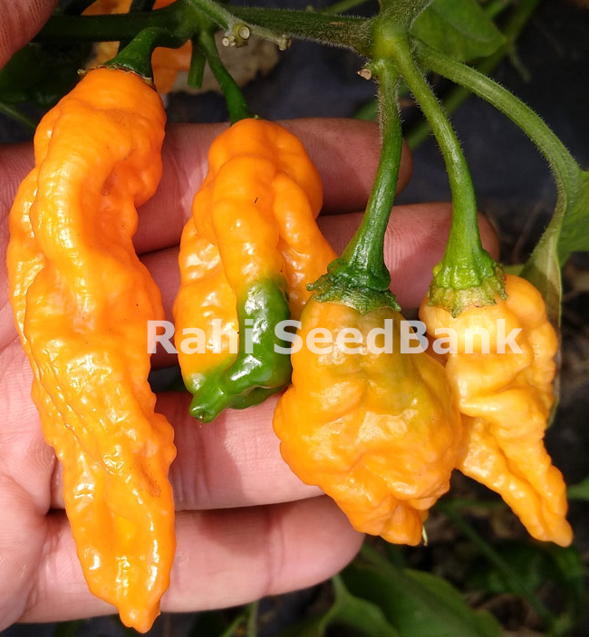 Primotalii - A Cross Chilli Created from 7 Pot Primo & Yellow Fatalii ...