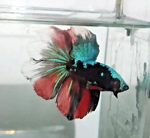 Live Betta Fish Halfmoon Avatar Nebula Gordon Galaxy male$AQ6 From ...