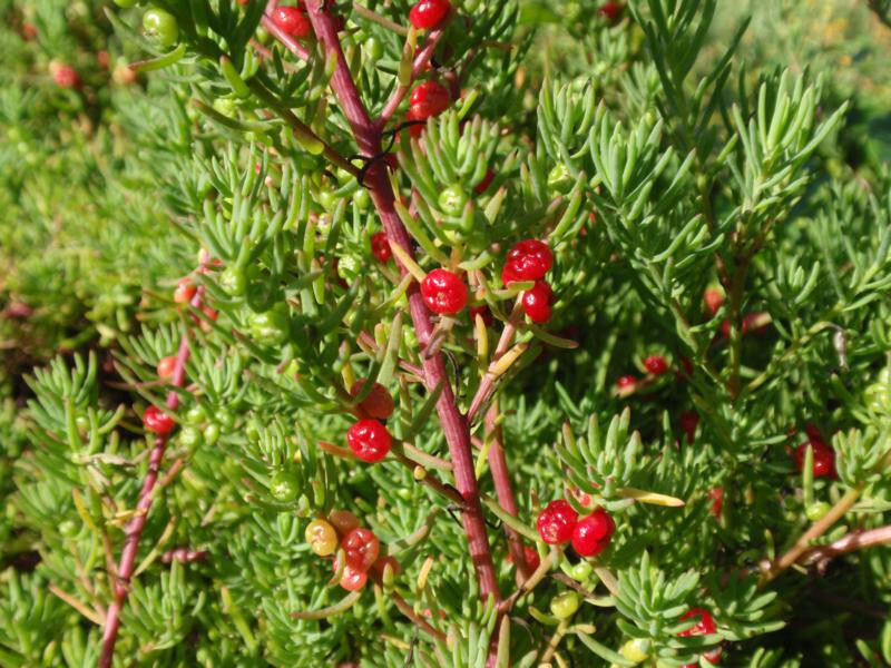 10 x RUBY SALT BUSH SEEDS-NATIVE BUSH TUCKER FRUIT TREE GARDEN ...