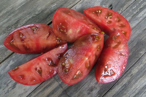 10 graines de tomate Wild Fred Dwarf Tomato Project seeds méth.bio | eBay