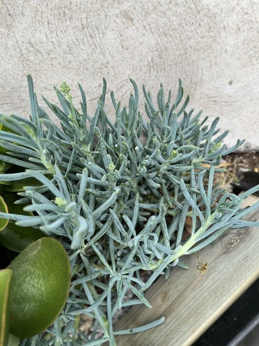 Senecio Serpens. Blue Chalk Sticks. 8 X Cuttings. 15cm. Plant Succulent ...