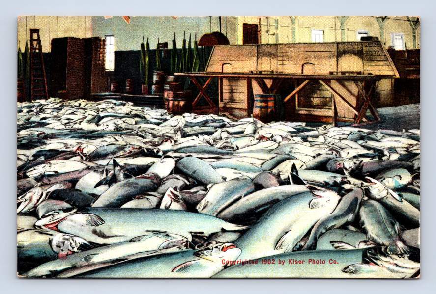 Columbia River Salmon Cannery Interior ~ Royal Chinook Oregon Fishing ...