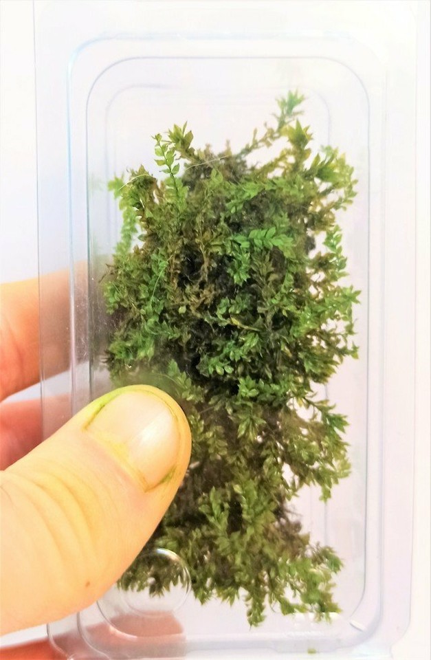 02 Surrender Bush Plant With Very Small Well-Defined Leaves For Diorama ...