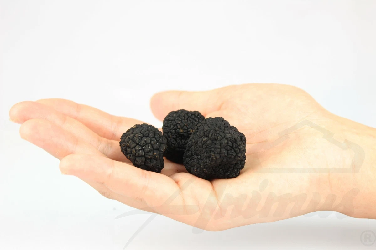 Wild Truffles