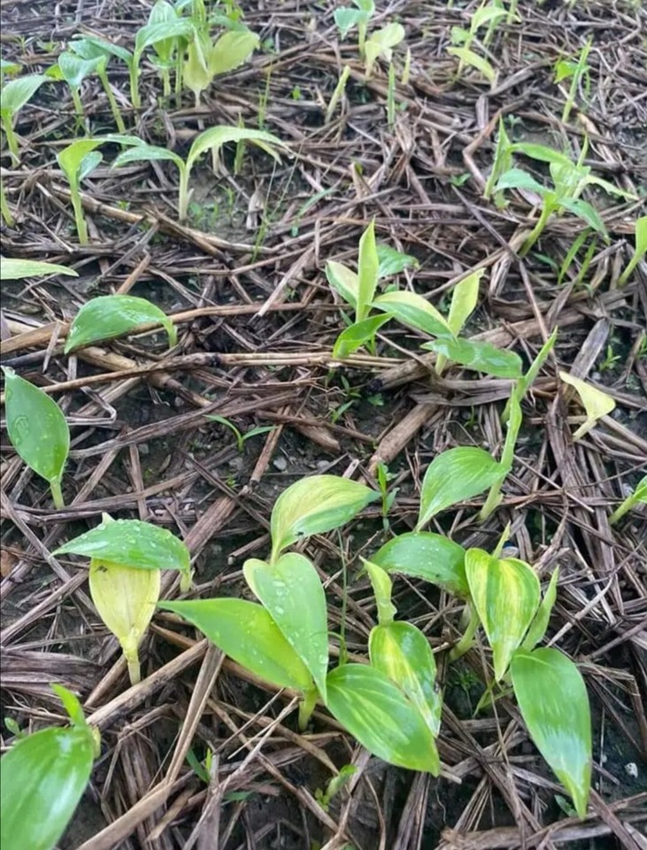 Musa acuminata 'papua' yellow variegata * rare * variegated banana * 10 ...