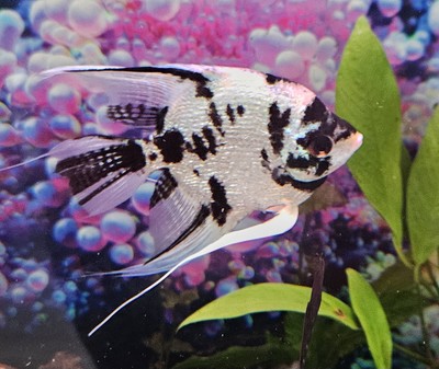 6 Pack Platinum Panda Angel Fish Live Aquarium Tropical 1-2 in Fast ...