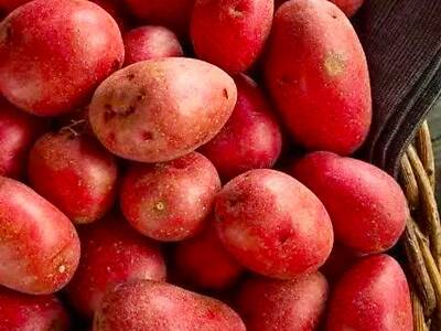 Ruby Red Potatoes Seed Potato Seeds Organic Non GMO New Crop 2024 | eBay
