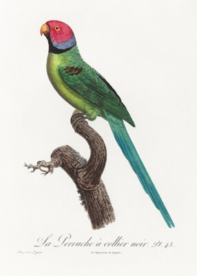 Rose-Ringed Parakeet, Psittacula Krameri #4 - 1800's - Levaillant ...
