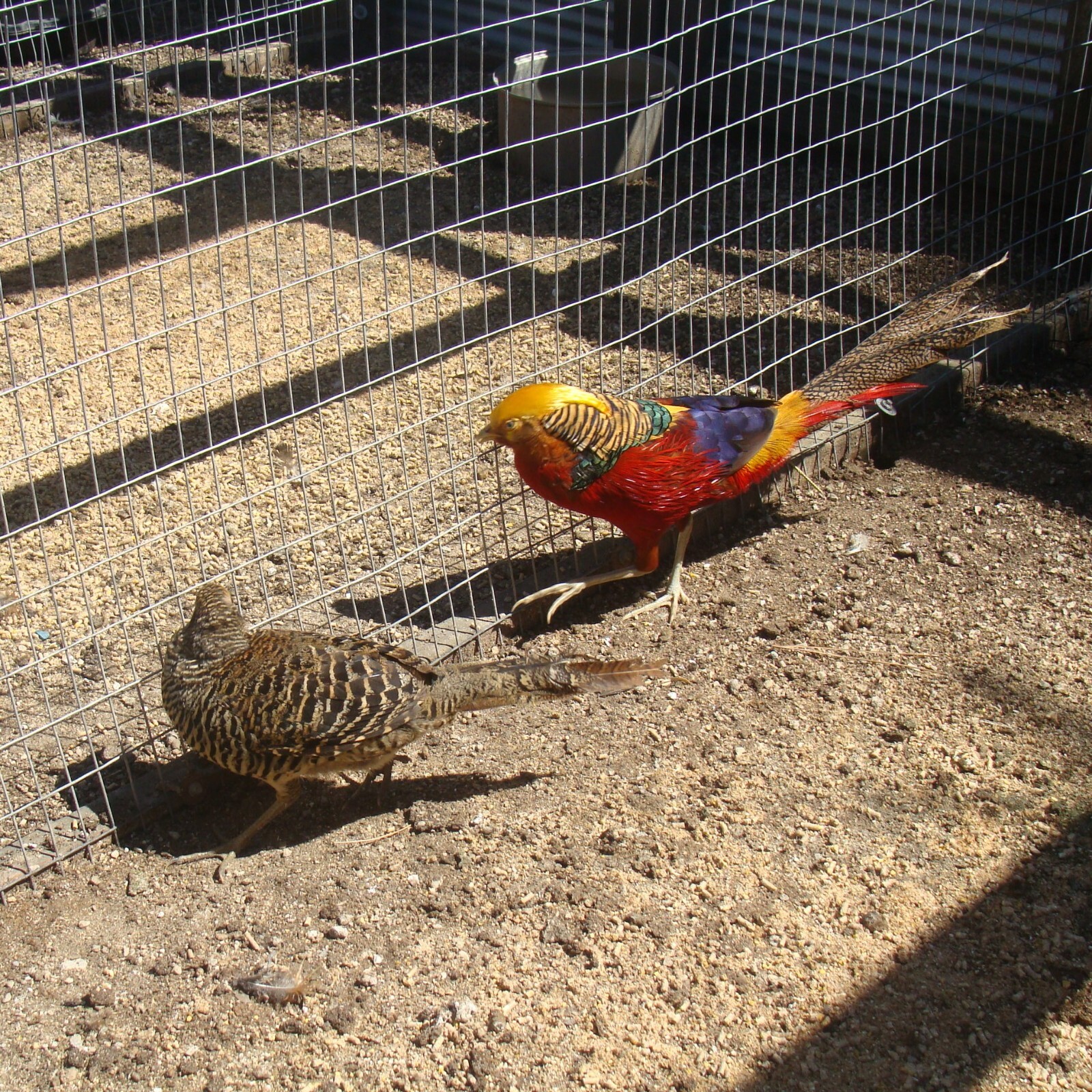 5 PURE LADY AMHERST & 3 RED GOLDEN PHEASANT HATCHING EGGS | eBay